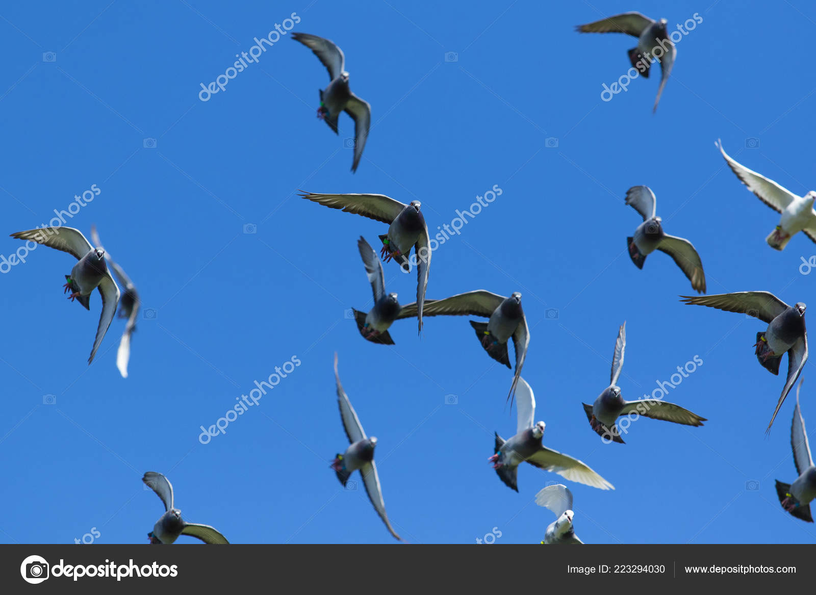 Flock Speed Racing Pigeon Flying Clear Blue Sky — Stock Photo ...