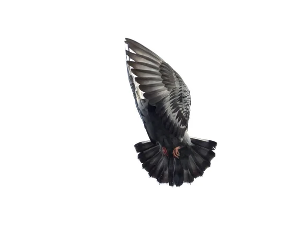 Černí ptáci vrána letí střední vzduchu zobrazit detaily v rámci křídlo ...