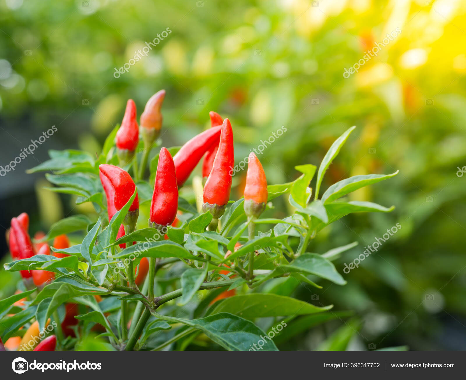 Close Red Color Fresh Pepper Ornamental Plant Tree Stock Photo by ...