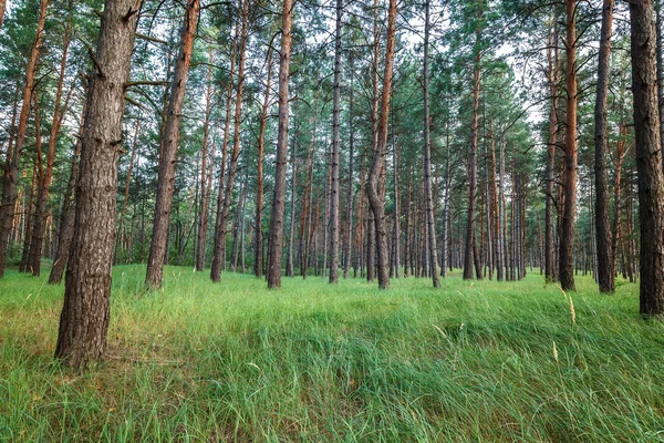 Pine forest and green grass in the sun. - Stock Image - Everypixel