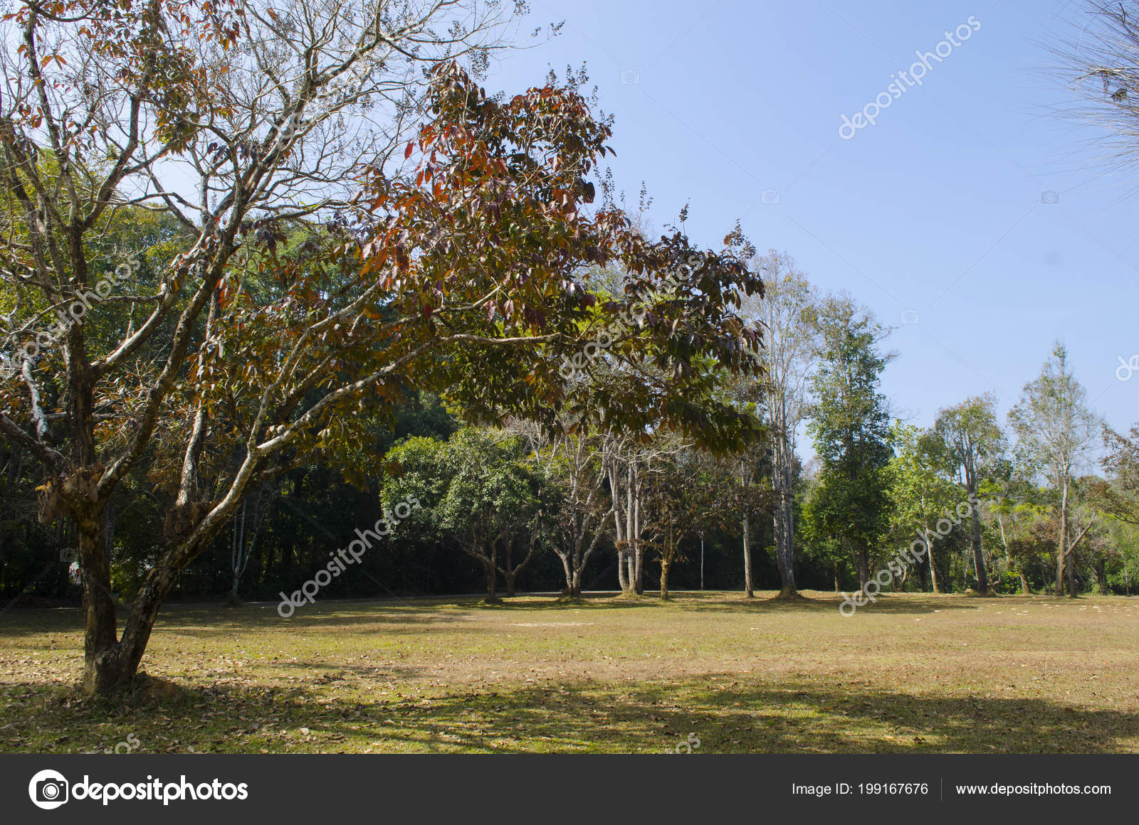 Tree Farm Field Agriculture Background — Stock Photo © chokniti #199167676