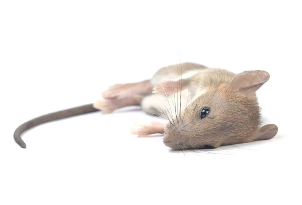 Corpse of a mouse Stock Photos, Royalty Free Corpse of a mouse Images ...