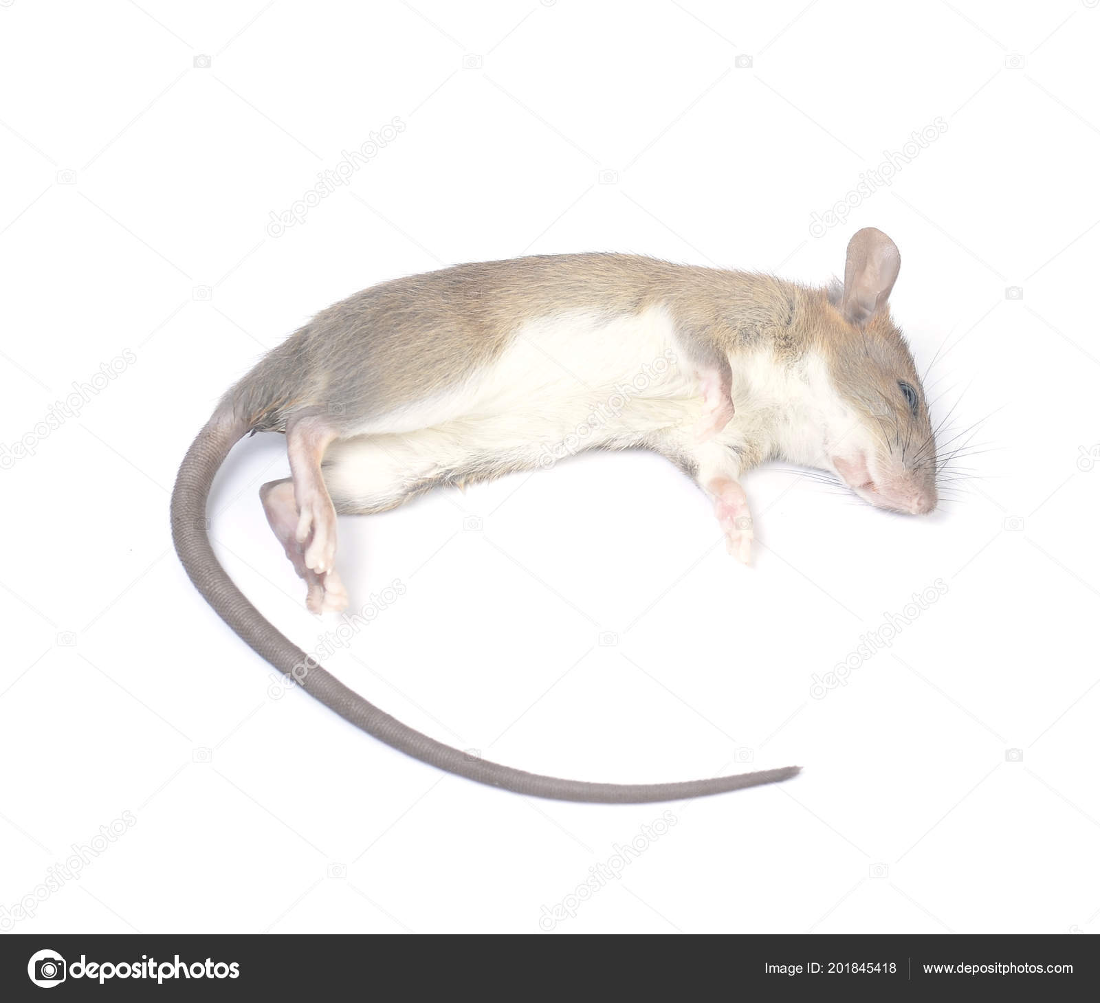 Dead Mouse Isolated White Background — Stock Photo © chokniti #201845418