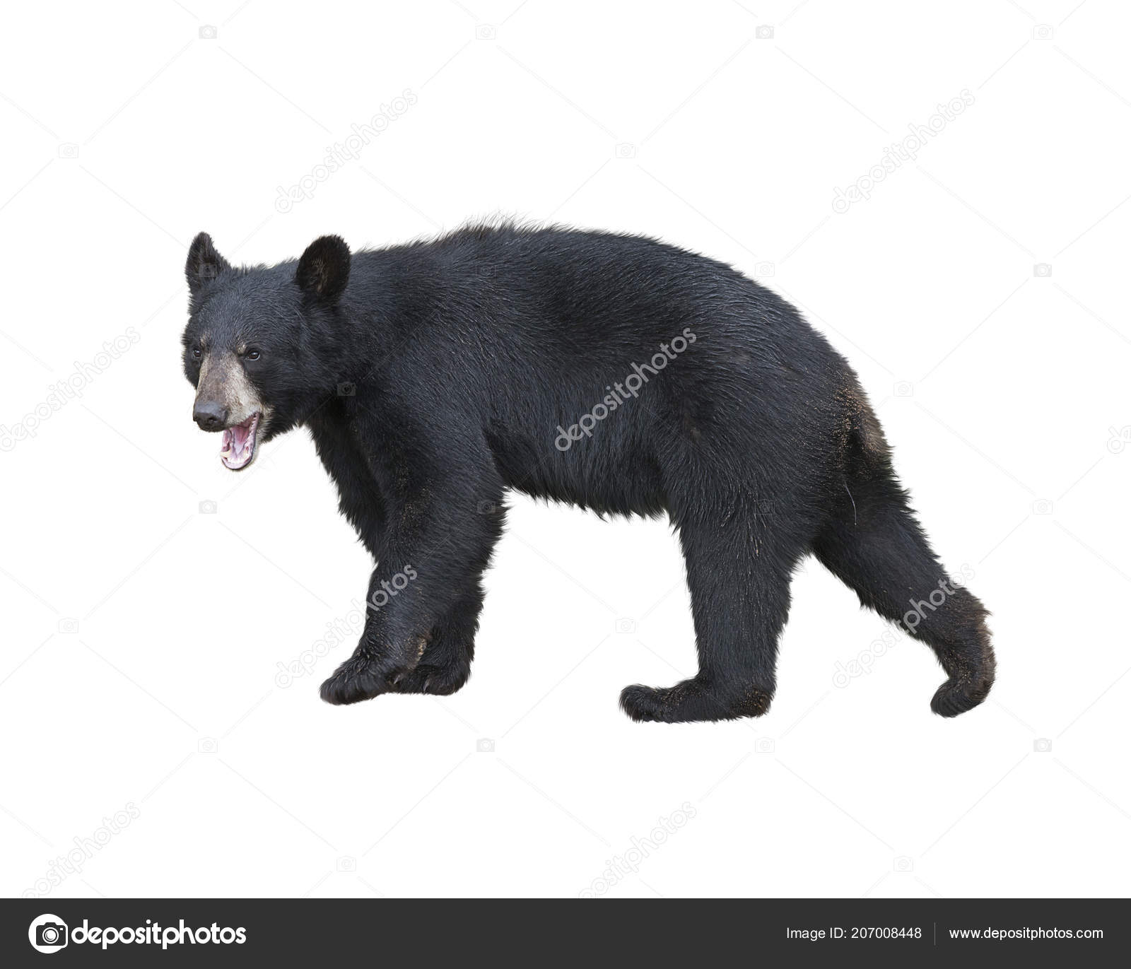 Jovem Urso Negro Americano Isolado Sobre Fundo Branco — Foto © svetas ...