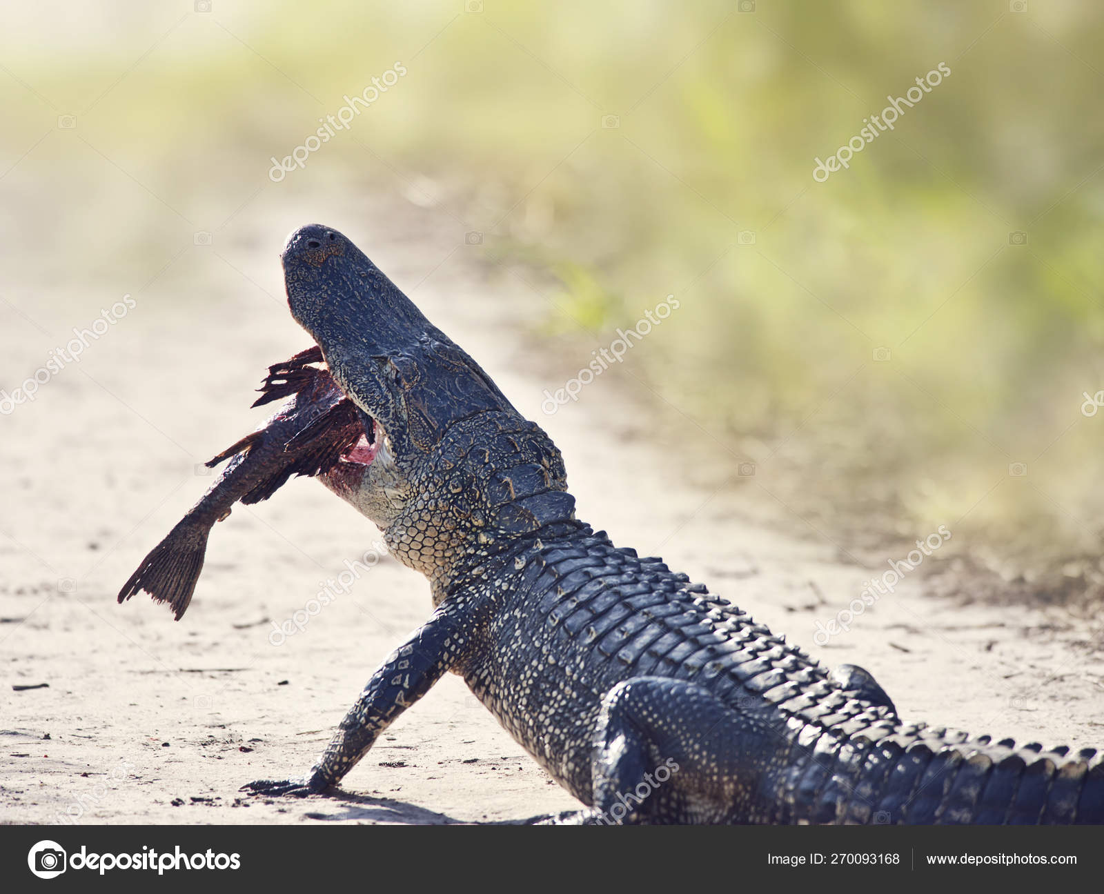 Crocodiles Eating Fish