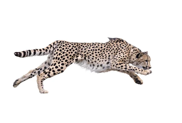 Cheetah running Stock Photos, Royalty Free Cheetah running Images ...
