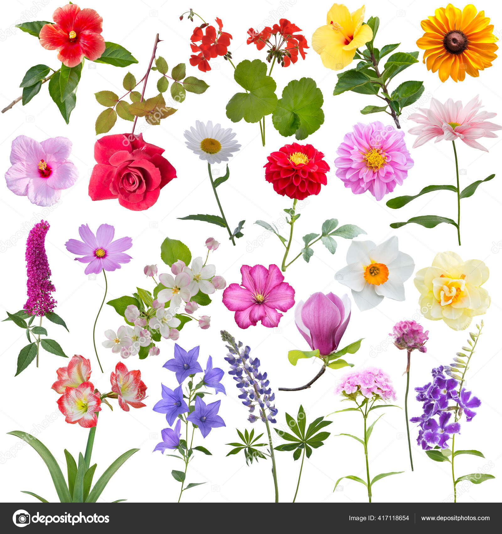 Set Different Flowers Isolated White Background — Stock Photo © svetas ...