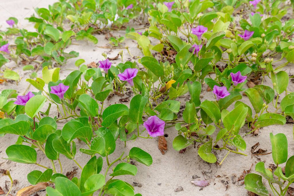 Ipomoea pes-caprae, conocida como bayhops, crece en las partes ...