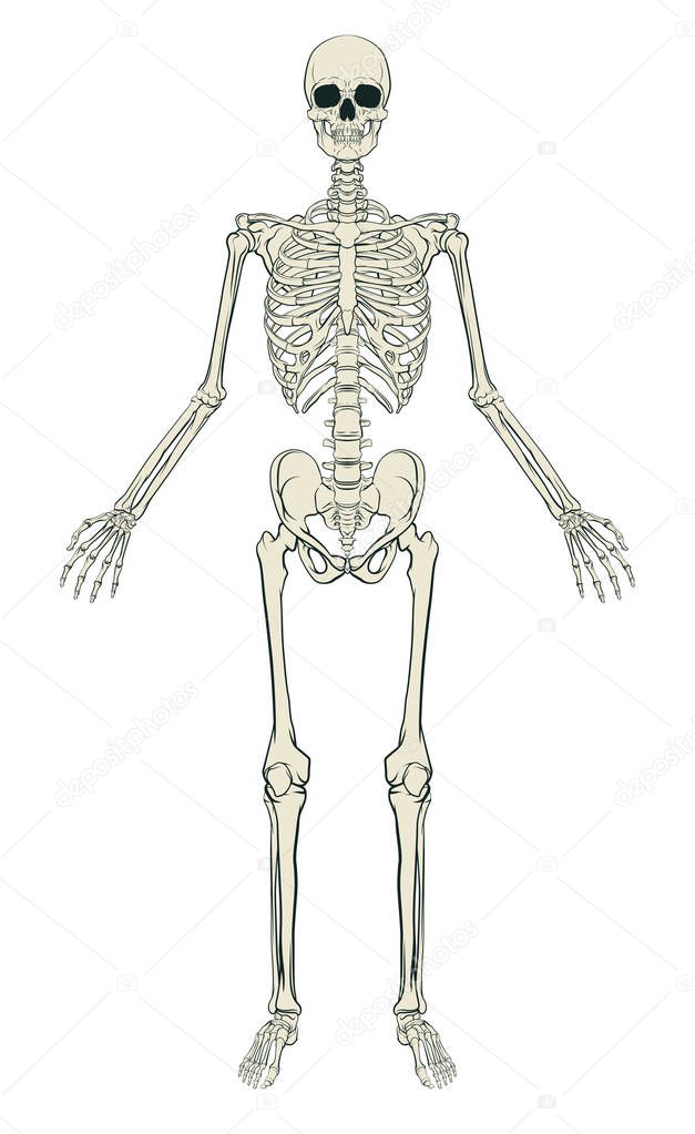 Insan iskelet grafiği ©Krisdog 213025868'e ait Stok Vektör