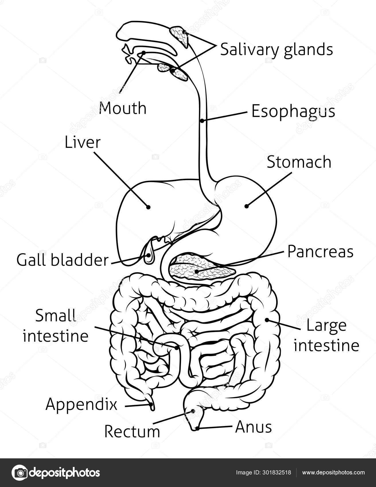 Digestive System Diagram Without Labels
