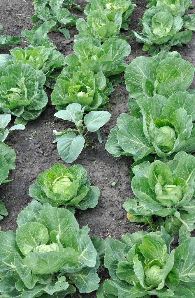 plantación de repollo de maduración cultivada orgánicamente 2023