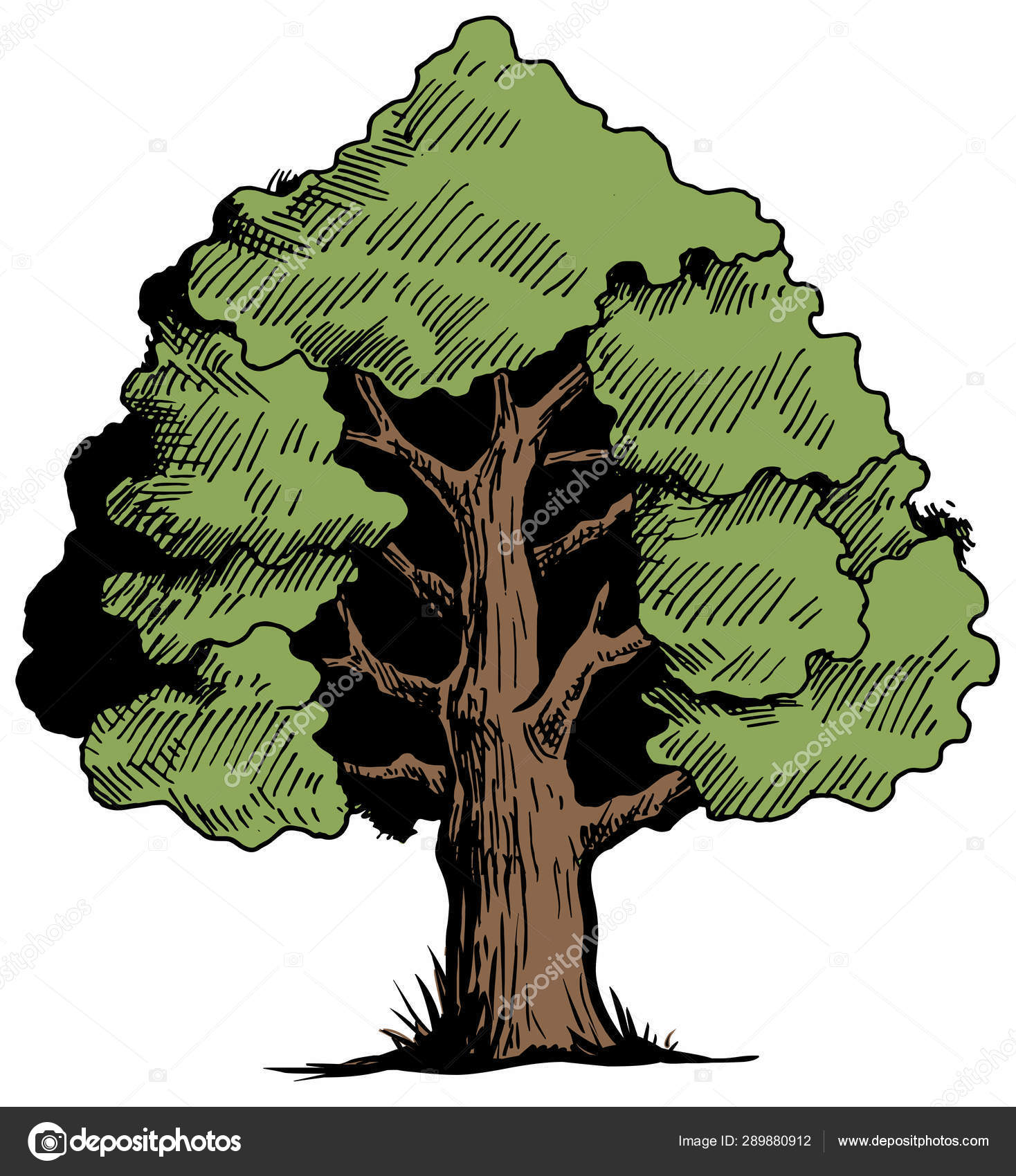 Realistic Tree Image Isolated White Background Natural Object Vector ...