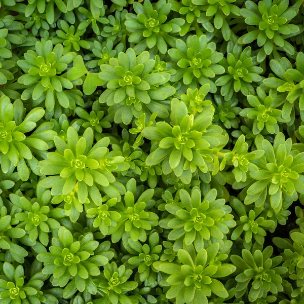 Sedum texture seamless | Texture Background Sedum Plants Spanish Drops ...
