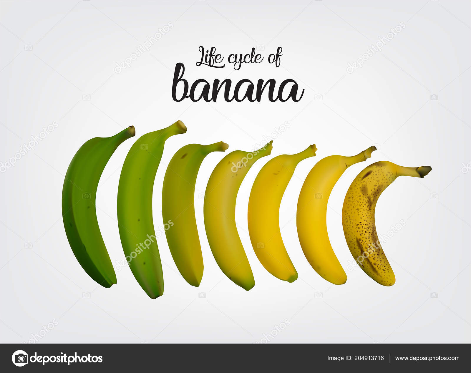 Levenscyclus Van Banaan stockvector door ©sustainableart 204913716
