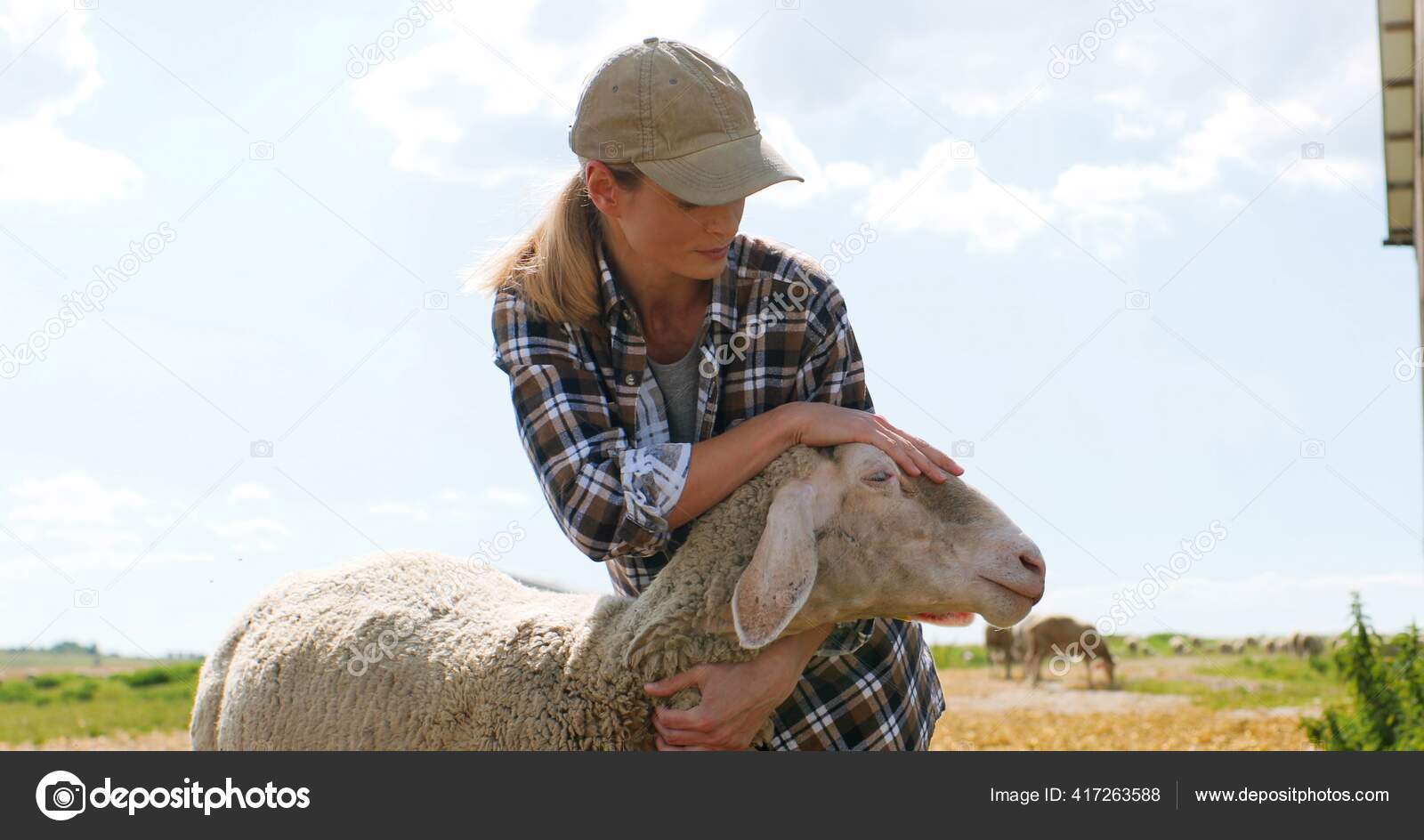 Caucasian pretty young woman shepherd holding sheep and petting it ...