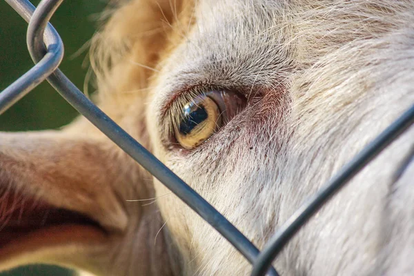 Goat eye Images - Search Images on Everypixel