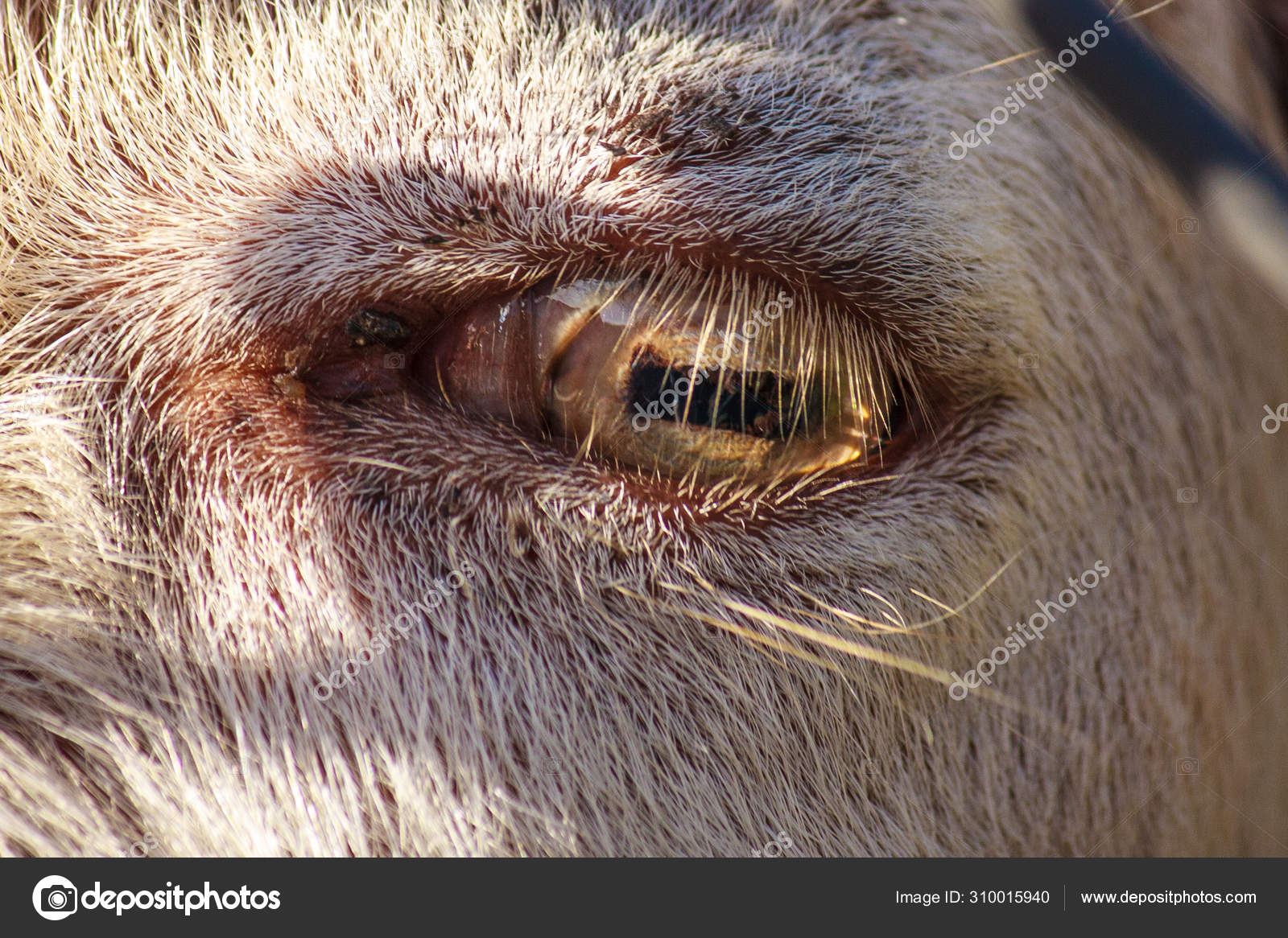 Goat Eye Pupil
