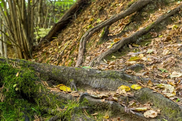 background of forest roots of trees against the background of the earth ...