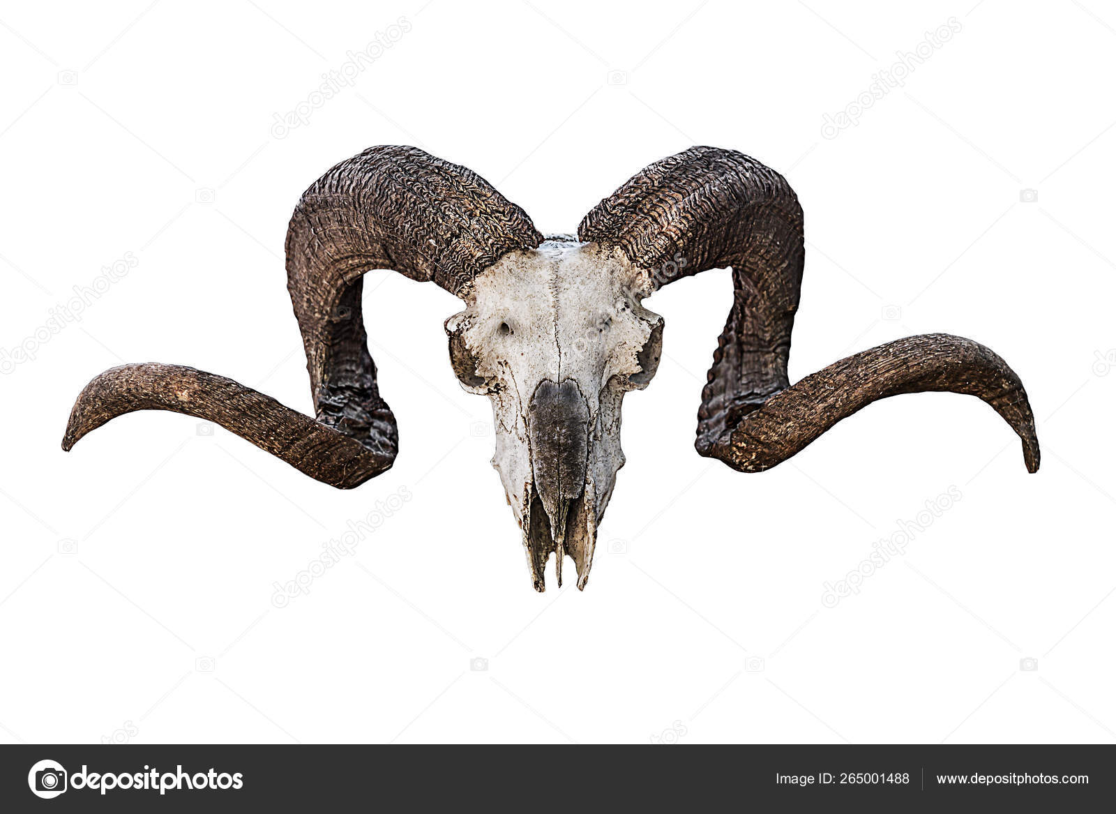Animal skull natural large curved brown horns on a white background ...