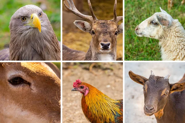 Collage of Farm Animals Stock Photo by ©yulan 12274984