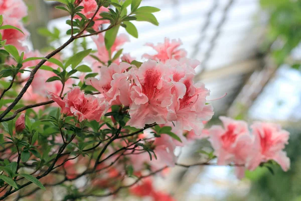 Azalea branch Stock Photos, Royalty Free Azalea branch Images ...