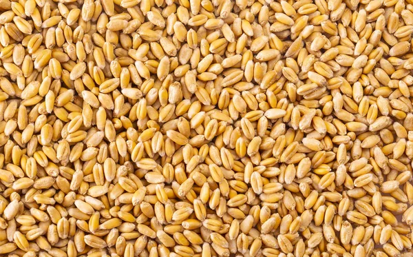 Processed grains Images - Search Images on Everypixel