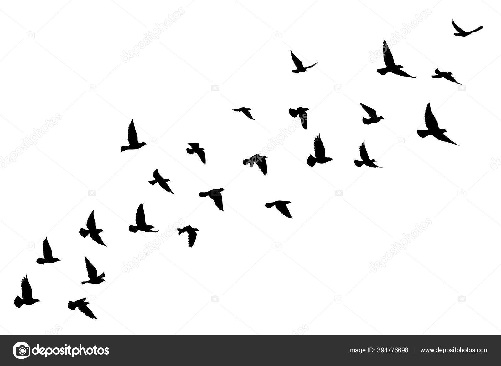 Flying Birds Silhouettes White Background Vector Illustration Isolated ... Flying Birds Silhouettes White Background Vector Illustration Isolated ...