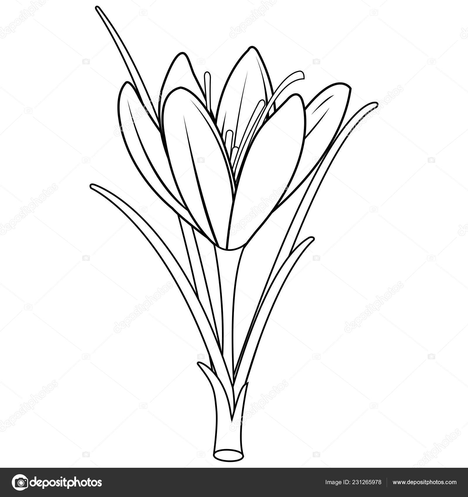 Saffron Flower Line Drawings | Best Flower Site