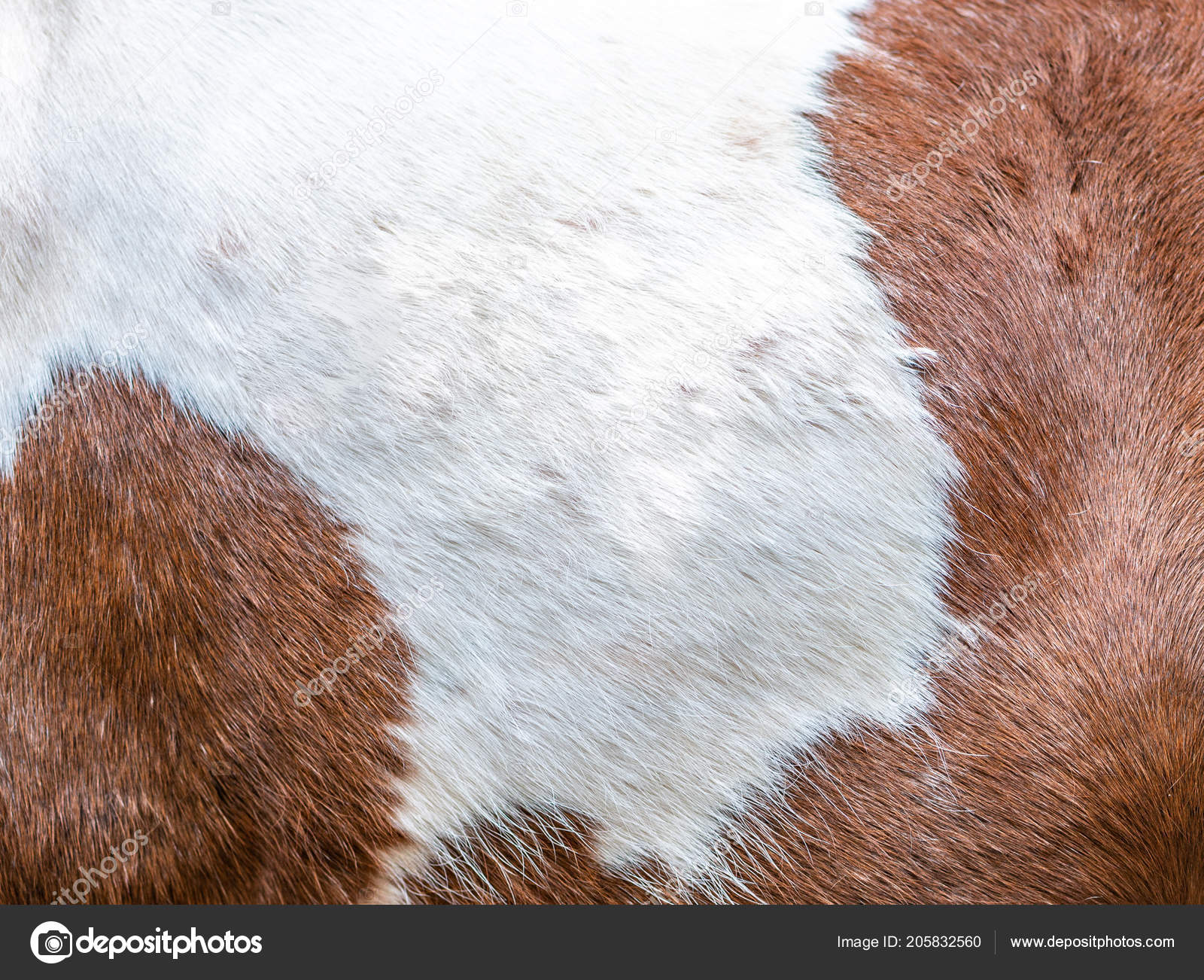 Close Texture Small Horse Pony Fur — Stock Photo © somdul #205832560