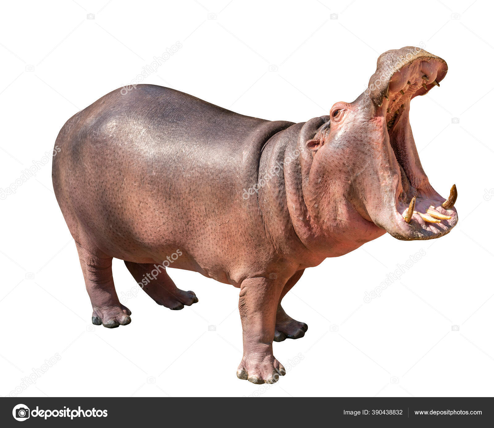 Isolated Hippopotamus White Background Side View Hippopotamus Open ...