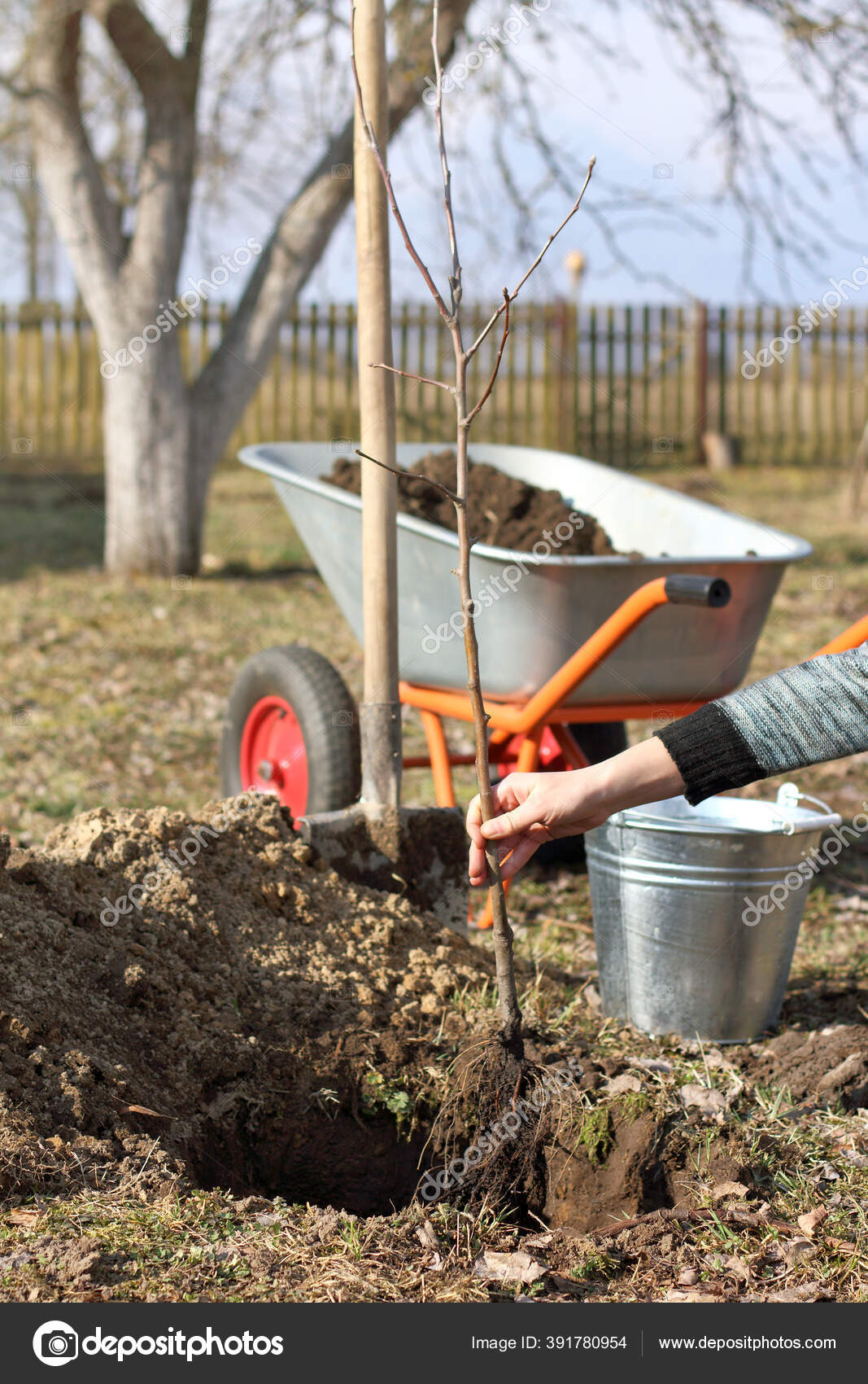 Apple Tree Sapling Roots Hand Gardener Planting Soil Spring Renewal ...