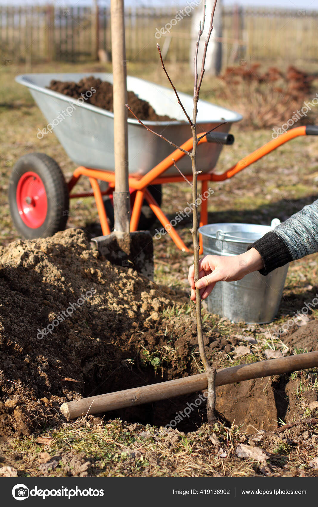 Planting Young Apple Tree Seedling Cooked Planting Pit Garden First ...