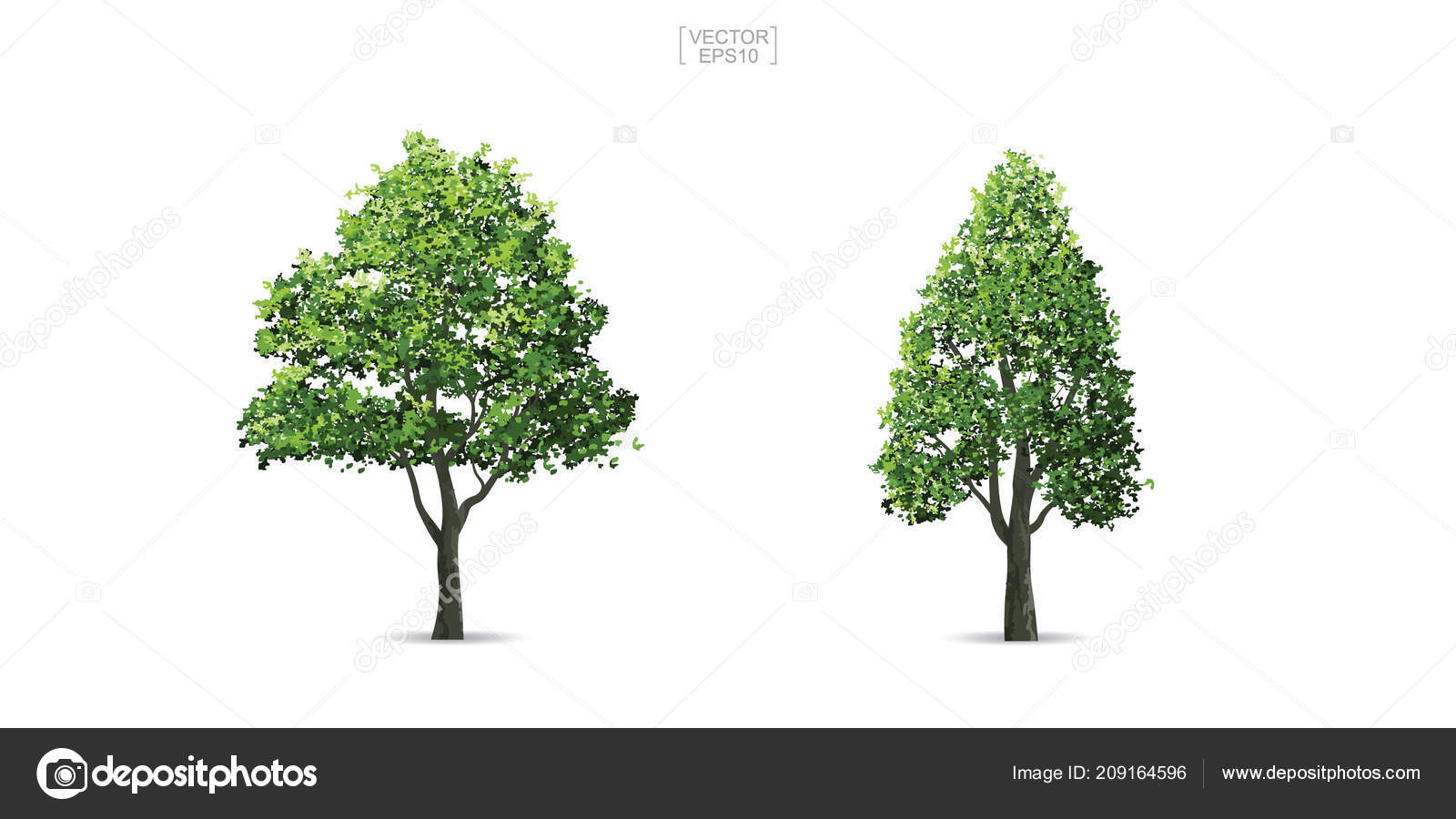 Collection Tree Isolated White Background Natural Object Landscape ...