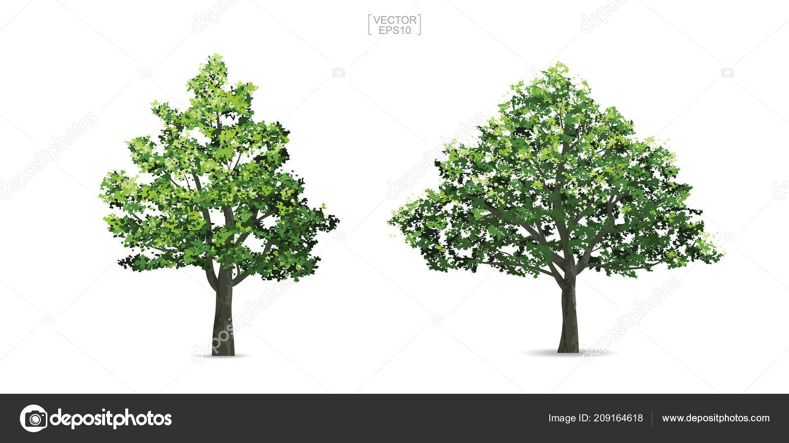 Collection Tree Isolated White Background Natural Object Landscape ...