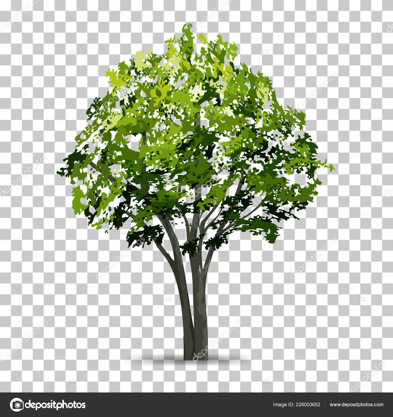 Tree Isolated Transparent Background Soft Shadow Use Landscape Design ...