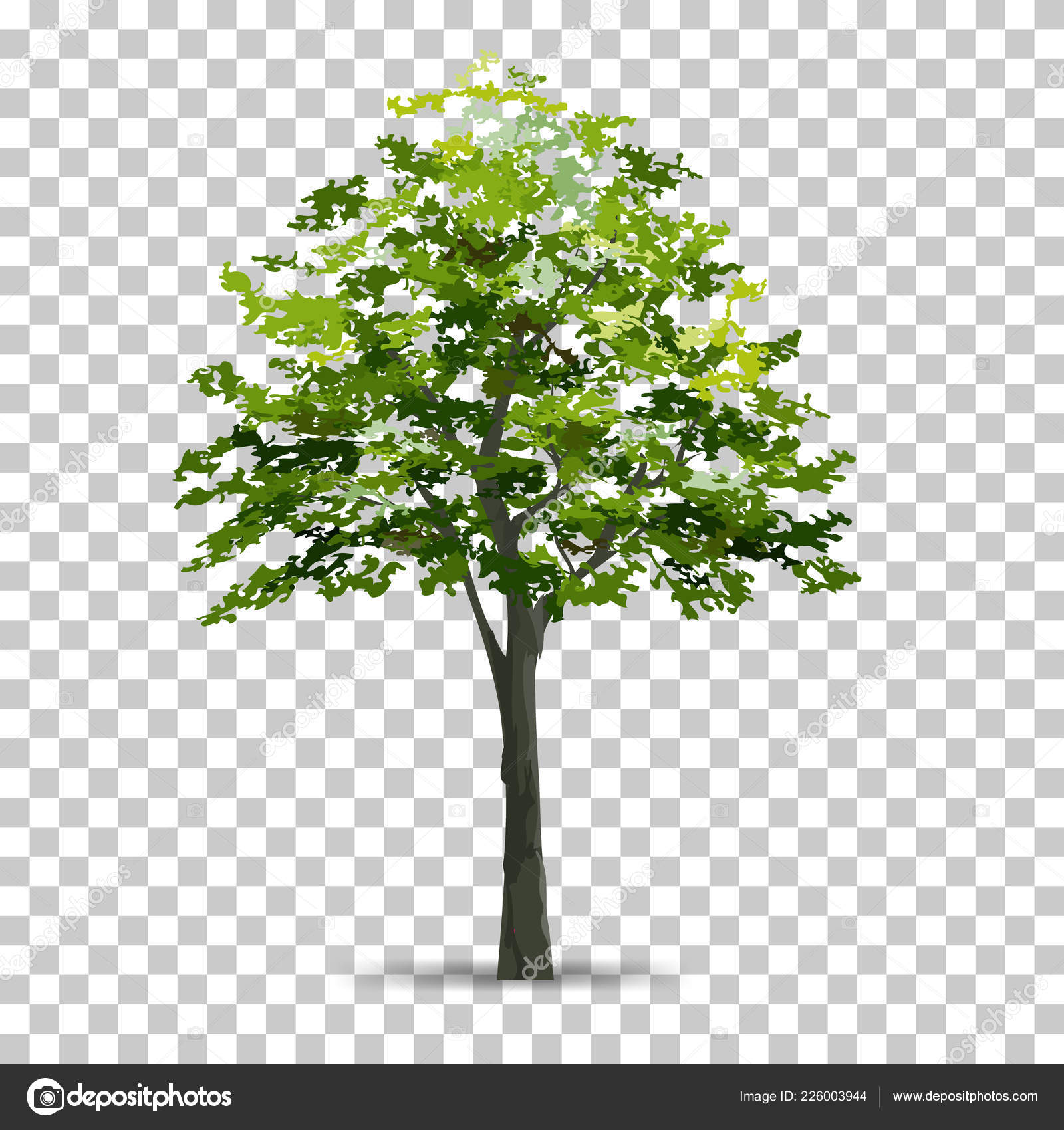 Träd Isolerad Transparent Bakgrund Med Mjuk Skugga Användning För ...