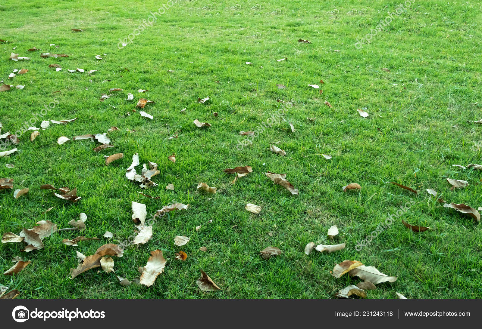 Dry Leaves Green Grass Texture Background Stock Photo by ©praew_p_1985 ...
