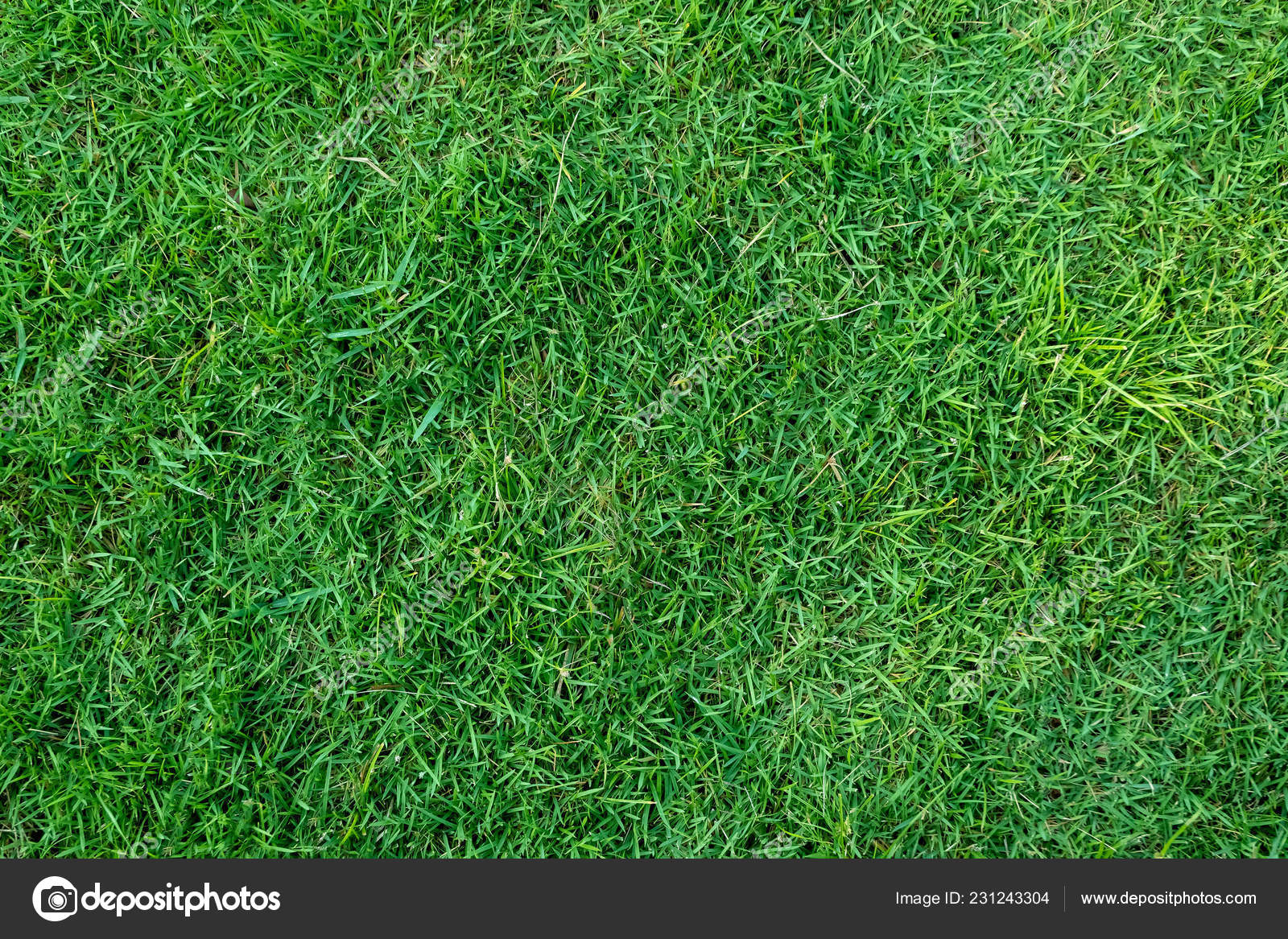 Green Grass Texture Background Green Lawn Pattern Texture Background ...