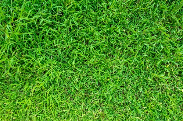 Grass top view Stock Photos, Royalty Free Grass top view Images ...
