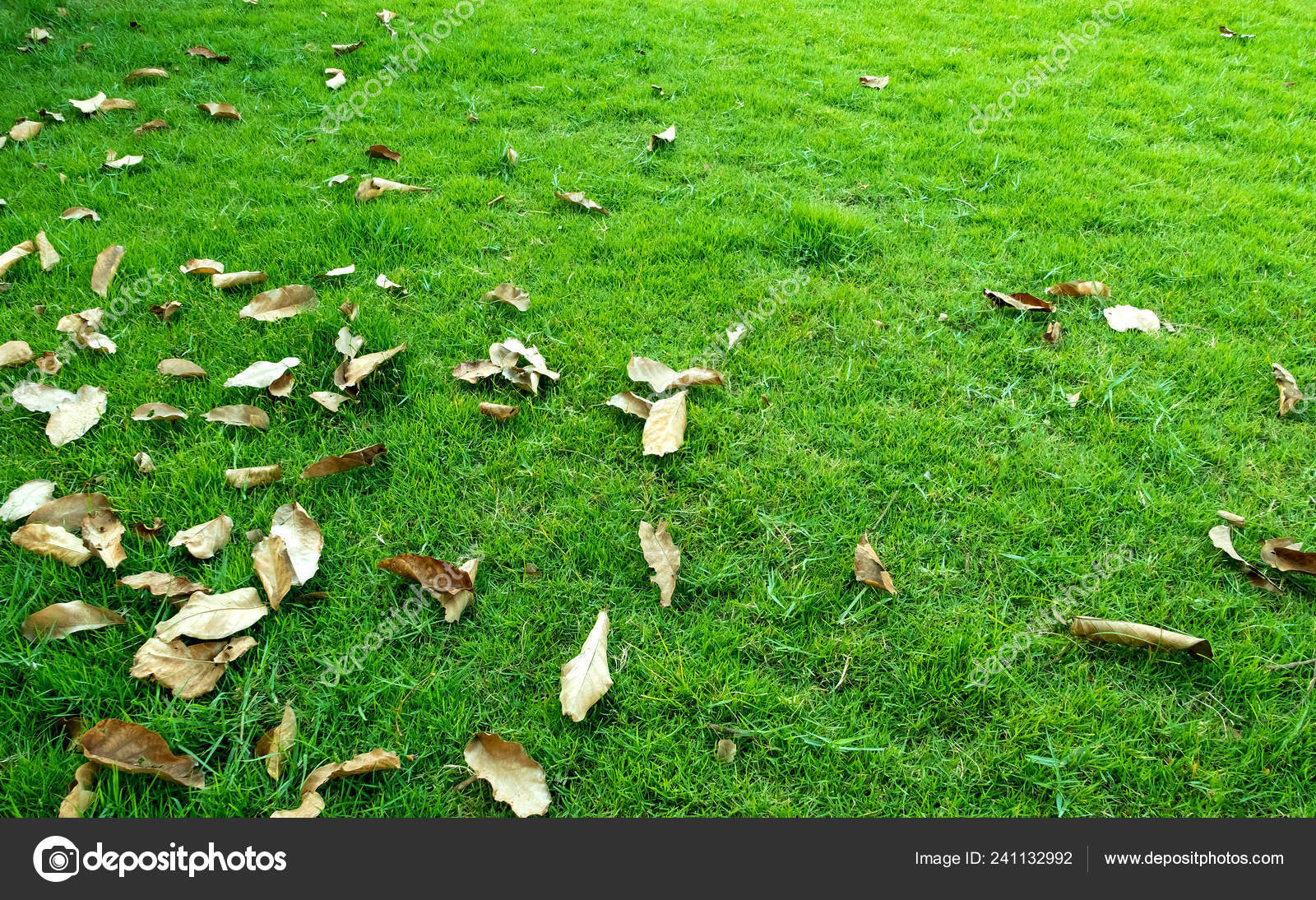 Dry Leaves Green Grass Texture Background Stock Photo by ©praew_p_1985 ...
