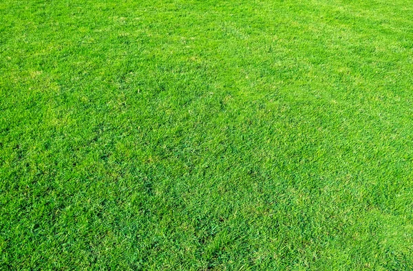 Green grass texture for background. Green lawn pattern and textu Stock ...