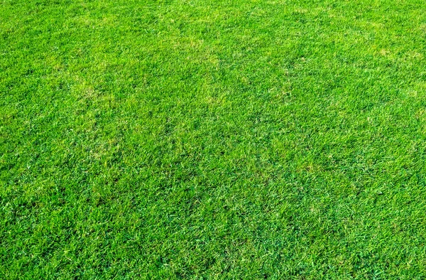 Grass top view Stock Photos, Royalty Free Grass top view Images ...