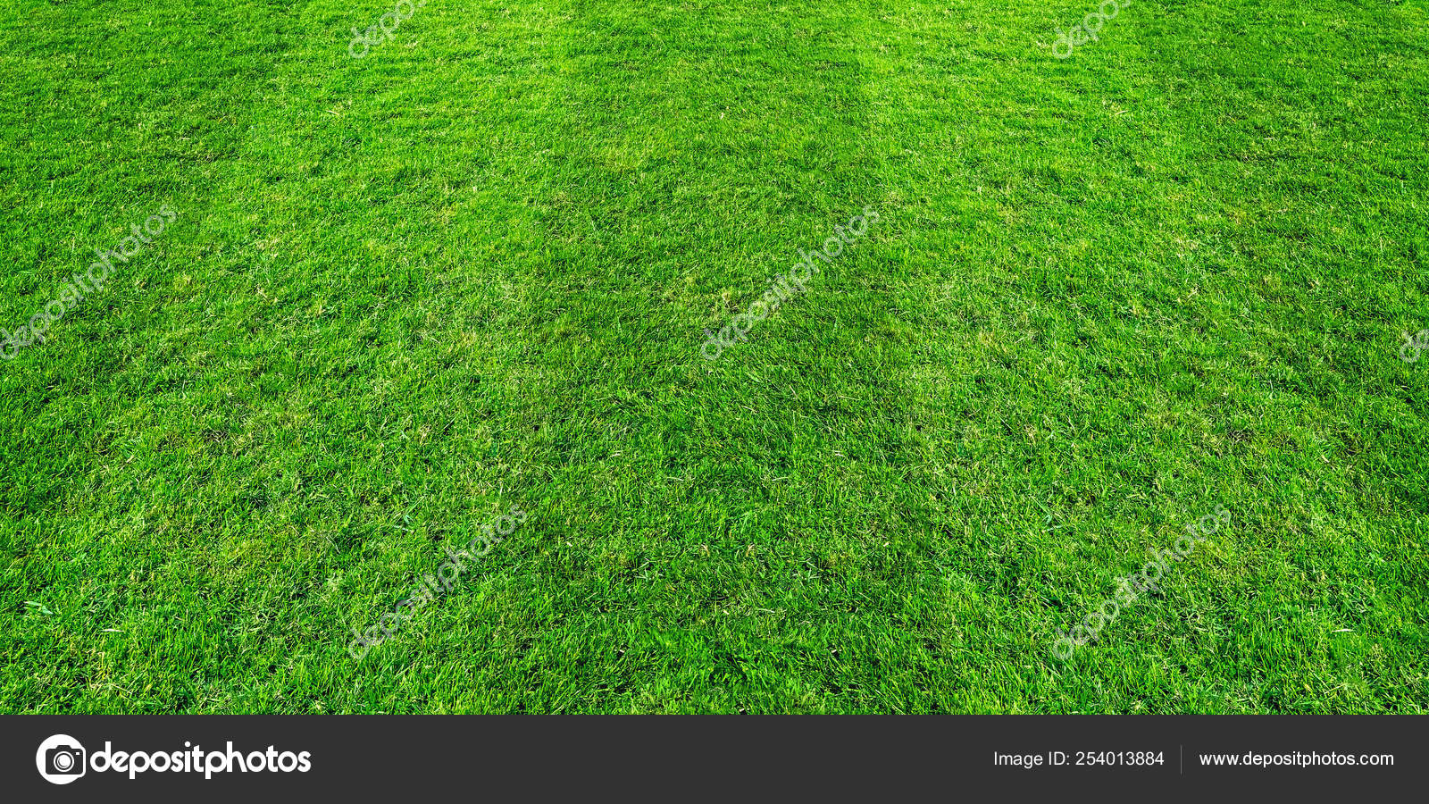 Green grass field pattern background for soccer and football spo ...