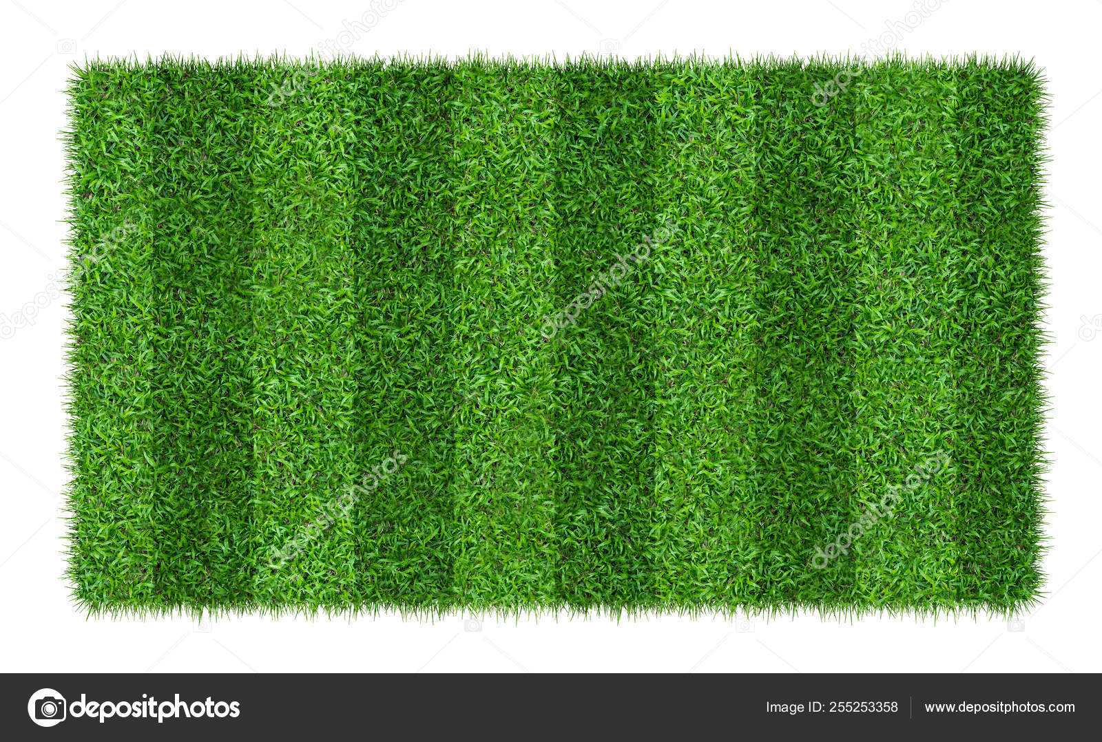 Grass Field Texture