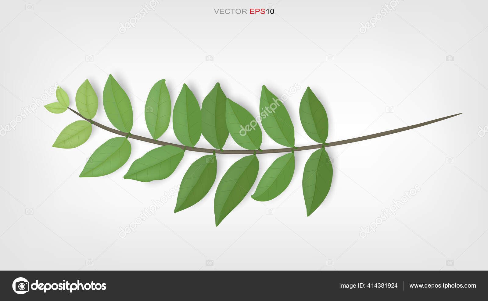 Green Leaves Tree Branches Natural Abstract Background Product ...