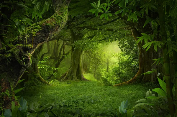 Jungle forest Stock Photos, Royalty Free Jungle forest Images ...