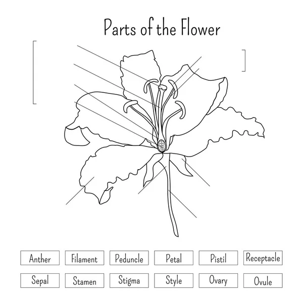 Flower Diagram For Kids