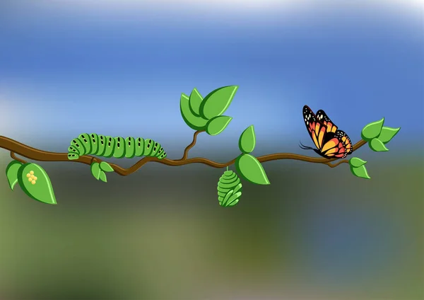Caterpillar To Butterfly Animation