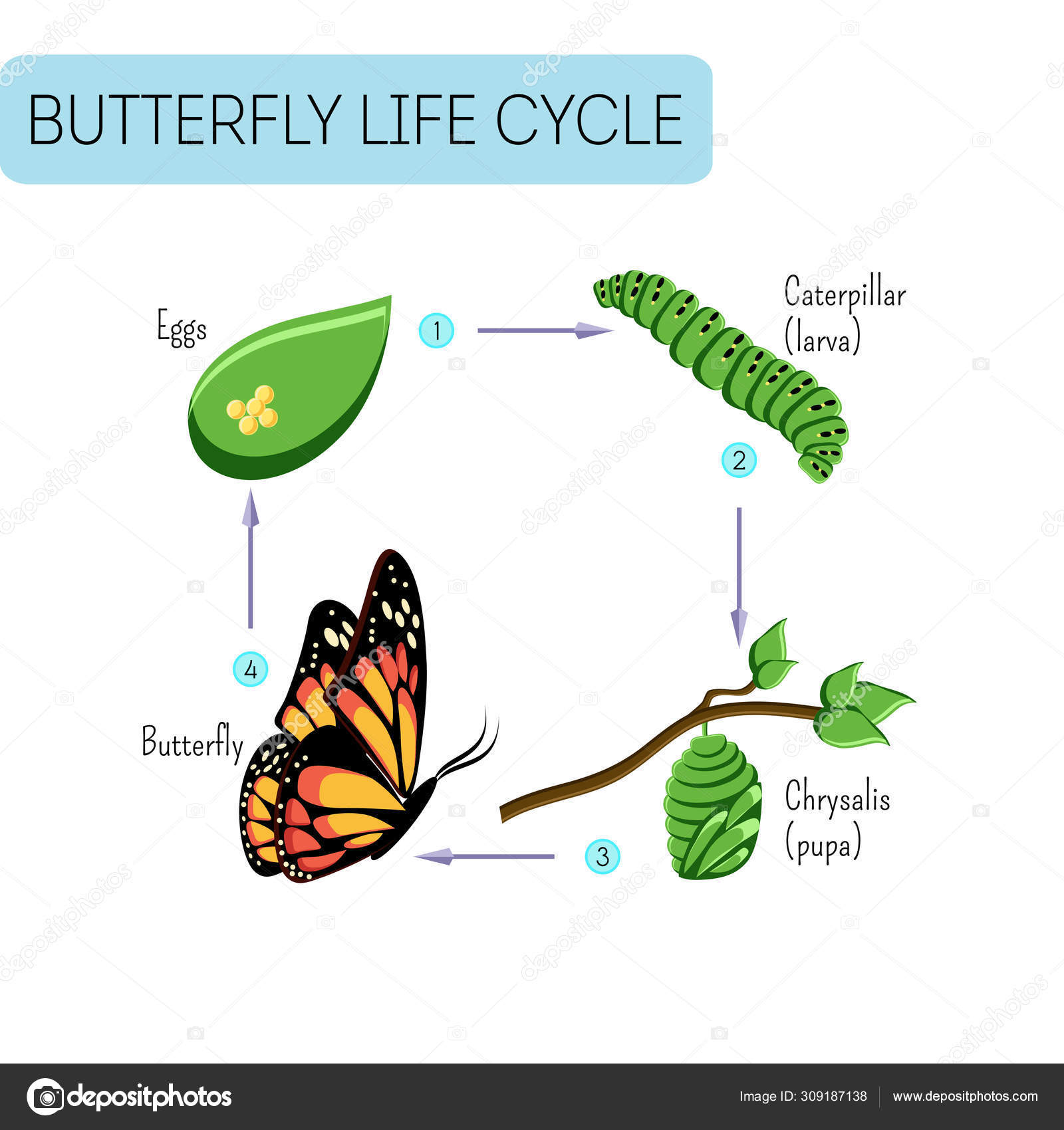 Ciclo de vida de la mariposa . Vector de stock #309187138 de ©inkoly