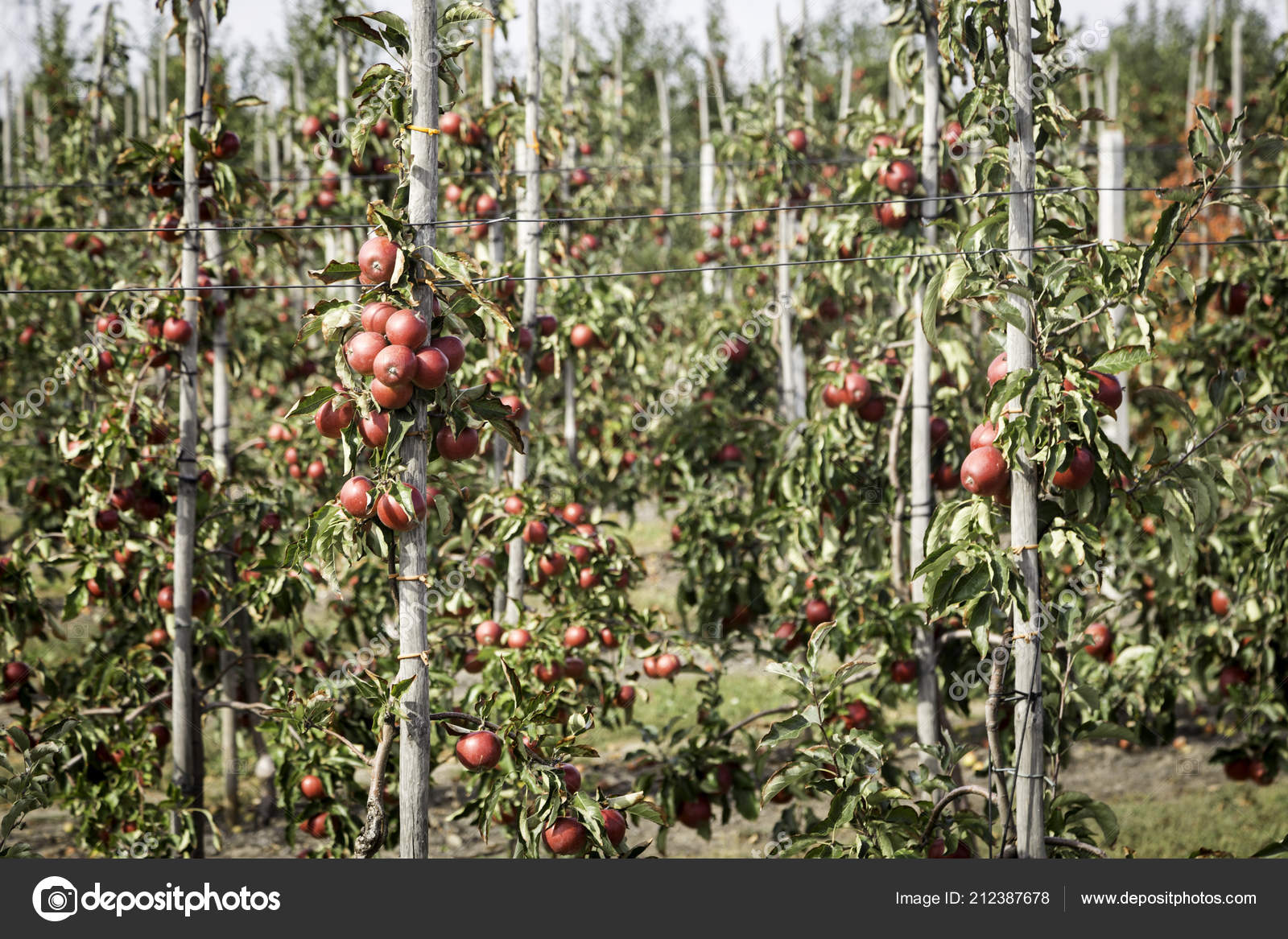 Row Trees Full Ripe Fruits Apple Orchard — Stock Photo © Nivellen77 ...